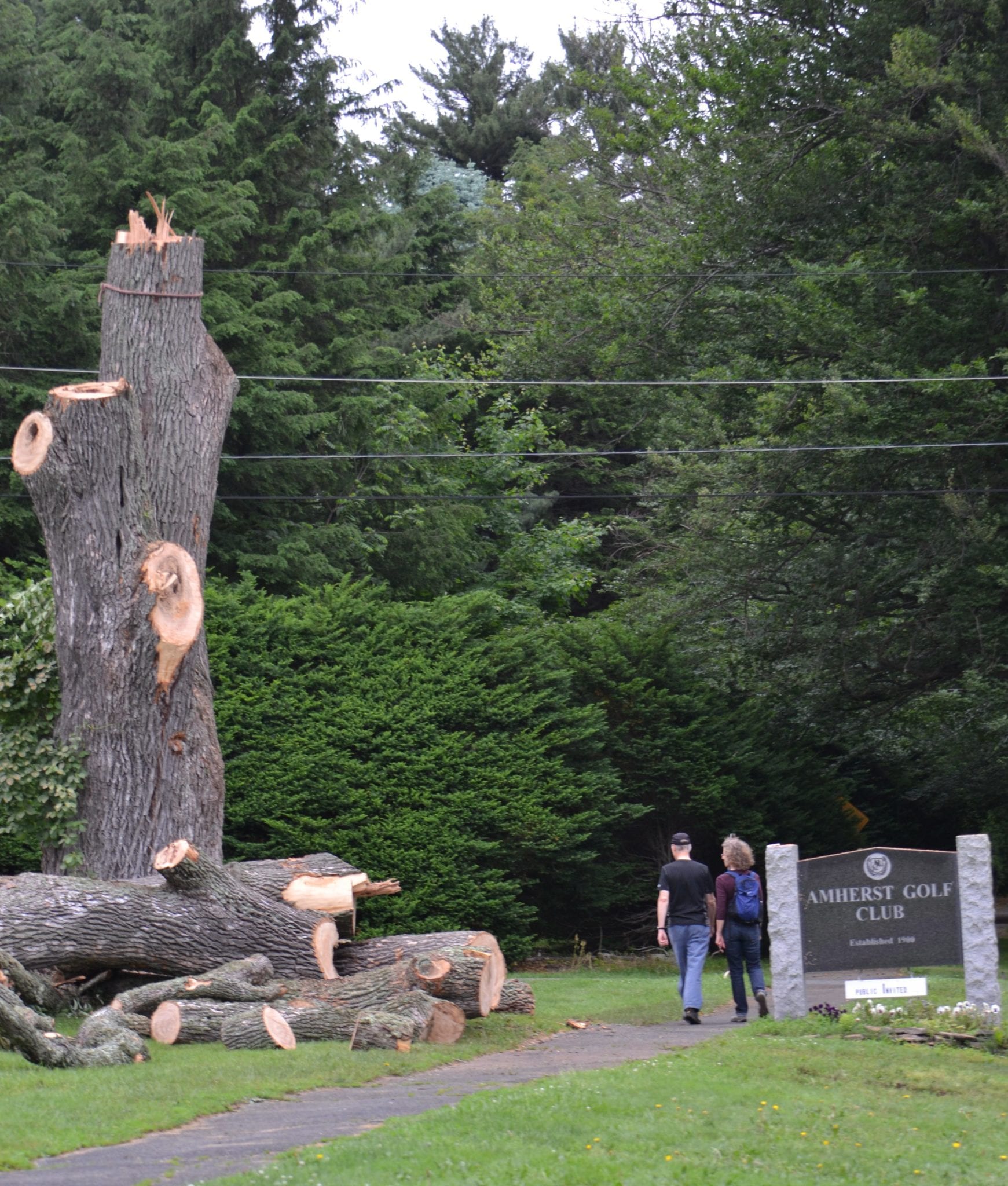 Photos of Prominent Ash Tree Cut Down - Amherst Golf Club